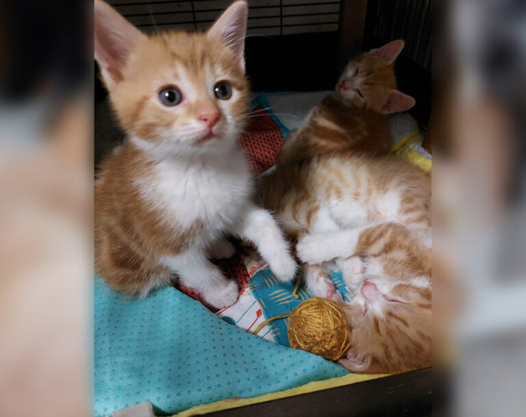 Chatons roux - Loumargot SOS chats en détresse